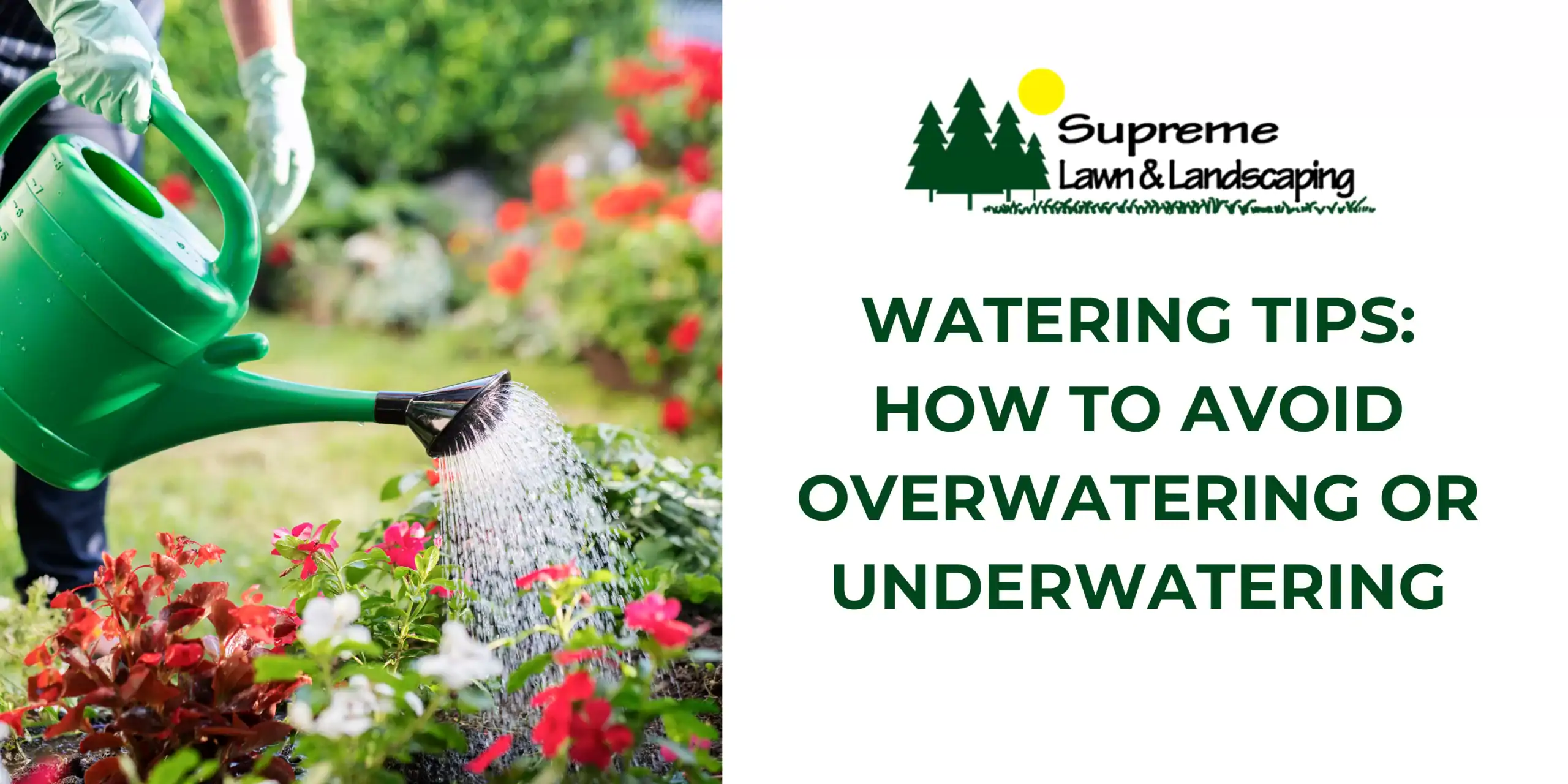 How to Avoid Overwatering or Underwatering | Supreme Lawn